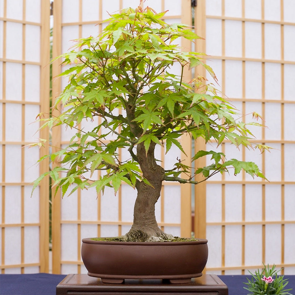 Bonsai Kit | Japanese Maple – Fontenelle Supply Co.